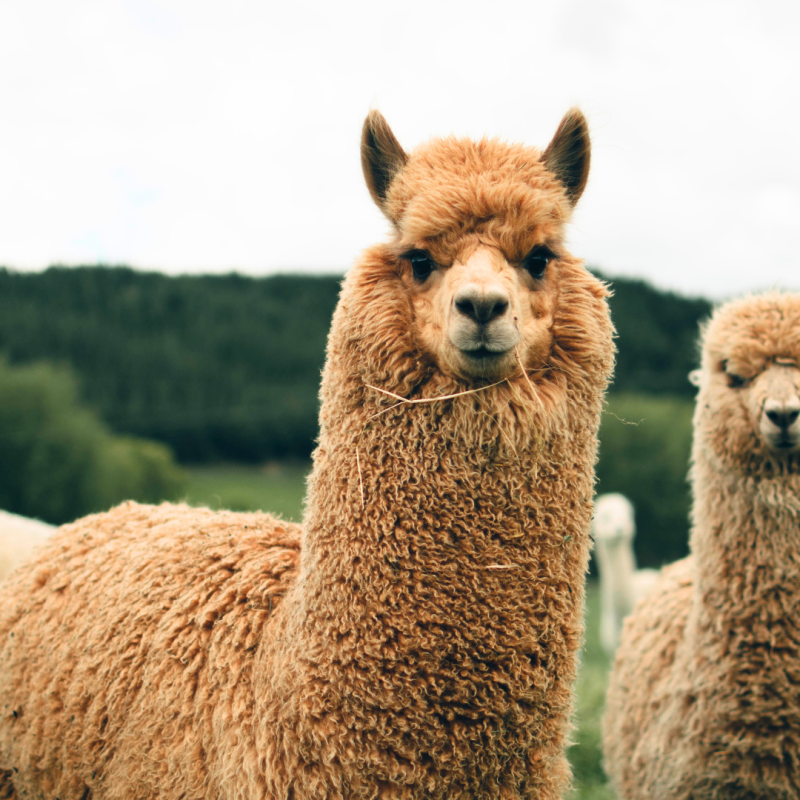 Jak dlouho se dožívají koně?